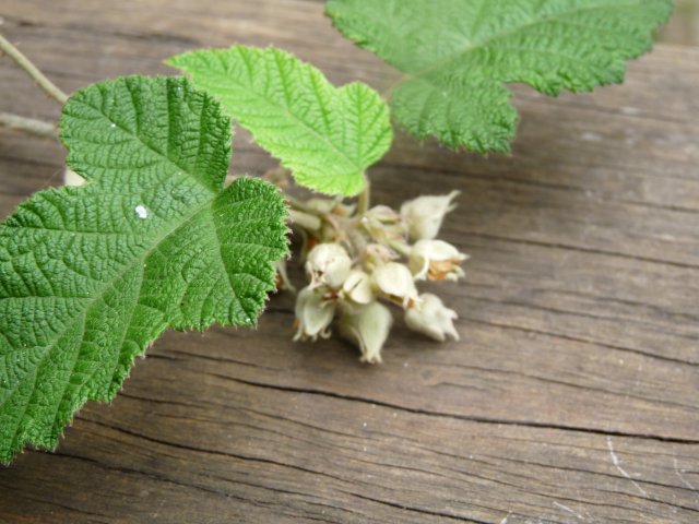 Wild raspberries | A History of Aboriginal Sydney