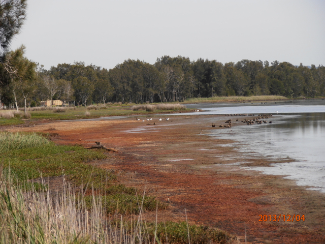 Tuggerah Lake looking towards The Glen, Chittaway Point, 2013 | A ...