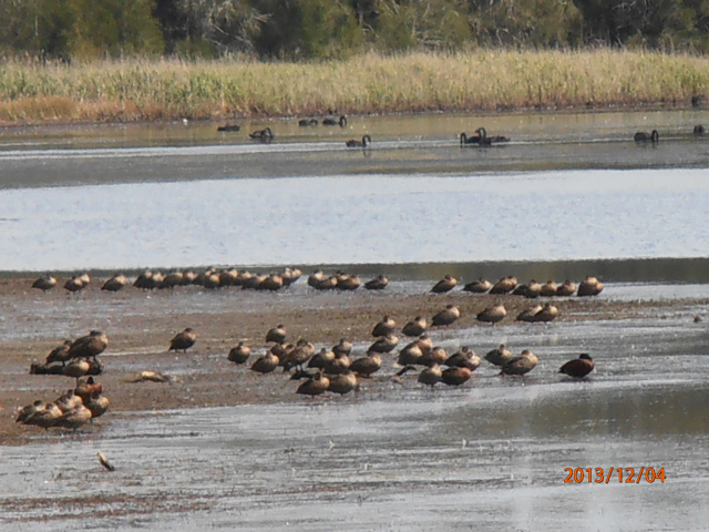 View across Tuggerah Lake to The Glen, Chittaway Point 2013 | A History ...