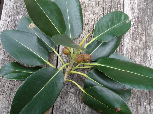 Port Jackson figs | A History of Aboriginal Sydney