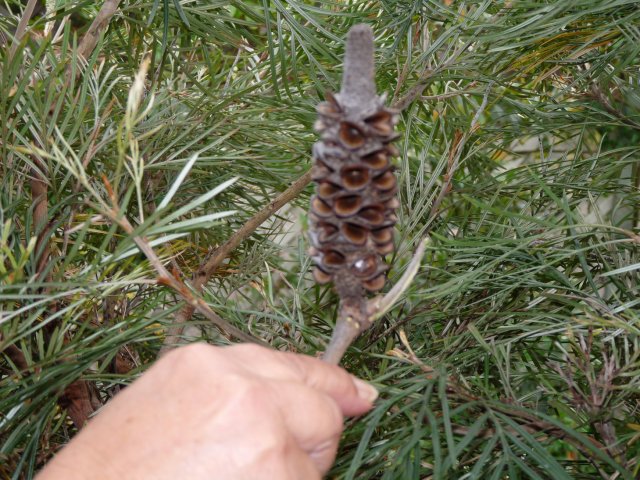 Banksia cone for fuel | A History of Aboriginal Sydney