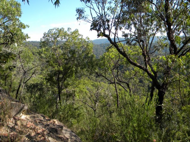 Bushland | A History of Aboriginal Sydney