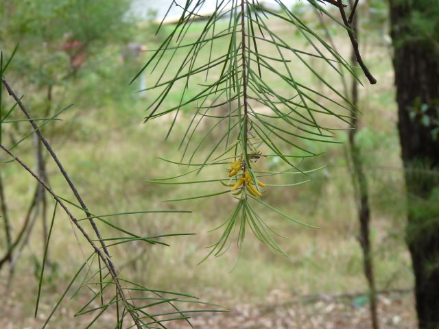 Geebung fruit flowers near Sackville Reserve | A History of Aboriginal ...