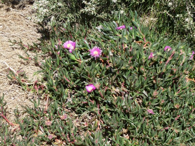 Pig face fruit on plant | A History of Aboriginal Sydney