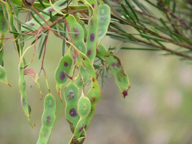 Wattle seeds | A History of Aboriginal Sydney